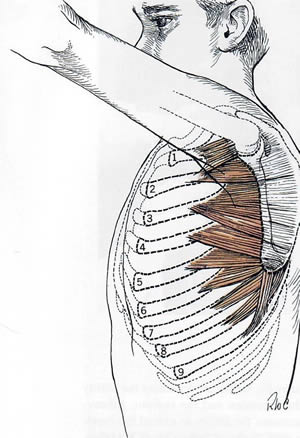 How to Fix Winged Shoulder Blades - Jessica Kisiel Wellness Blog