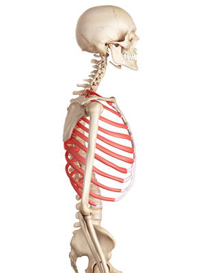 How to Fix Winged Shoulder Blades - Jessica Kisiel Wellness Blog