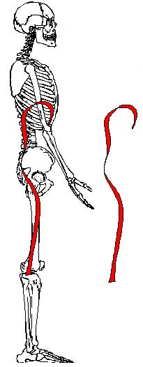 How to Fix Winged Shoulder Blades - Jessica Kisiel Wellness Blog